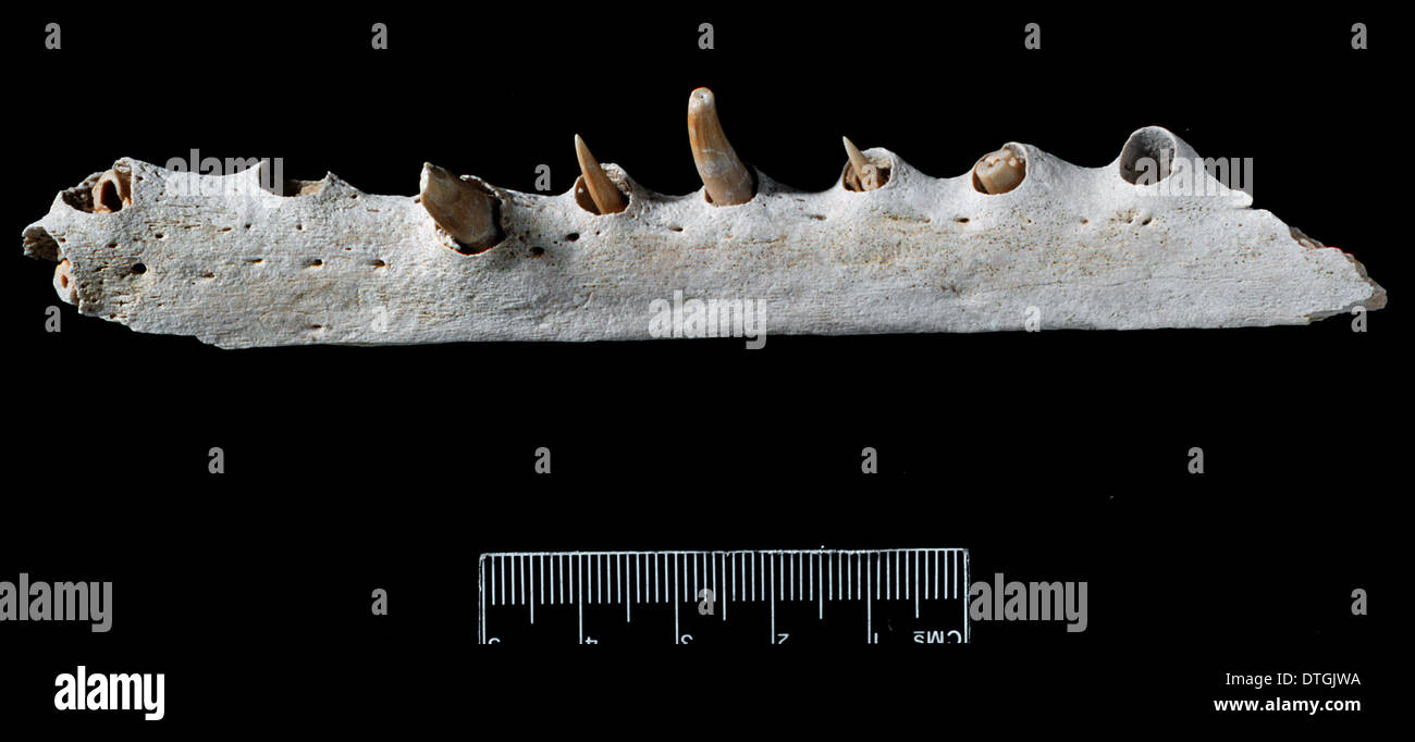 Fossil crocodile jaw Stock Photo - Alamy