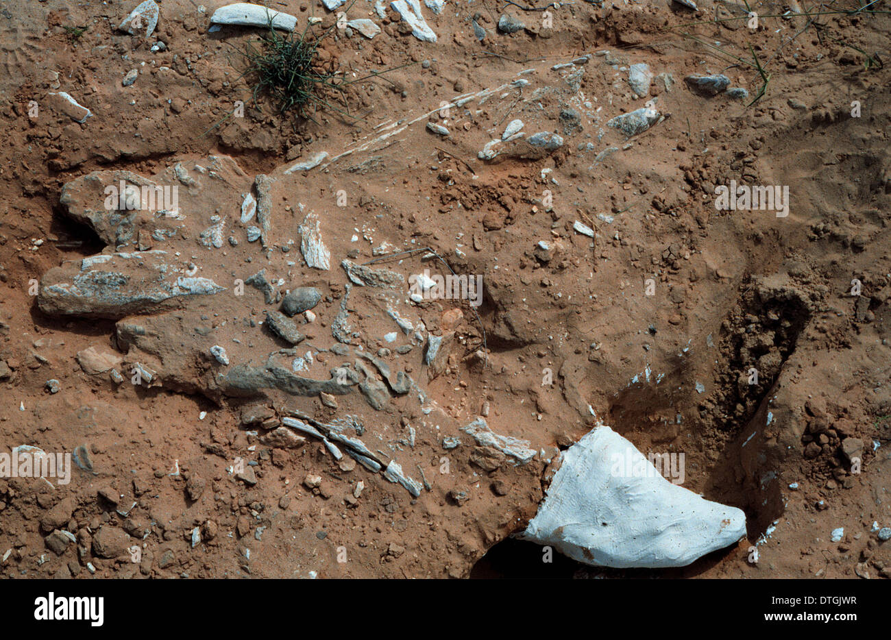 Year of the elephant hi-res stock photography and images - Alamy