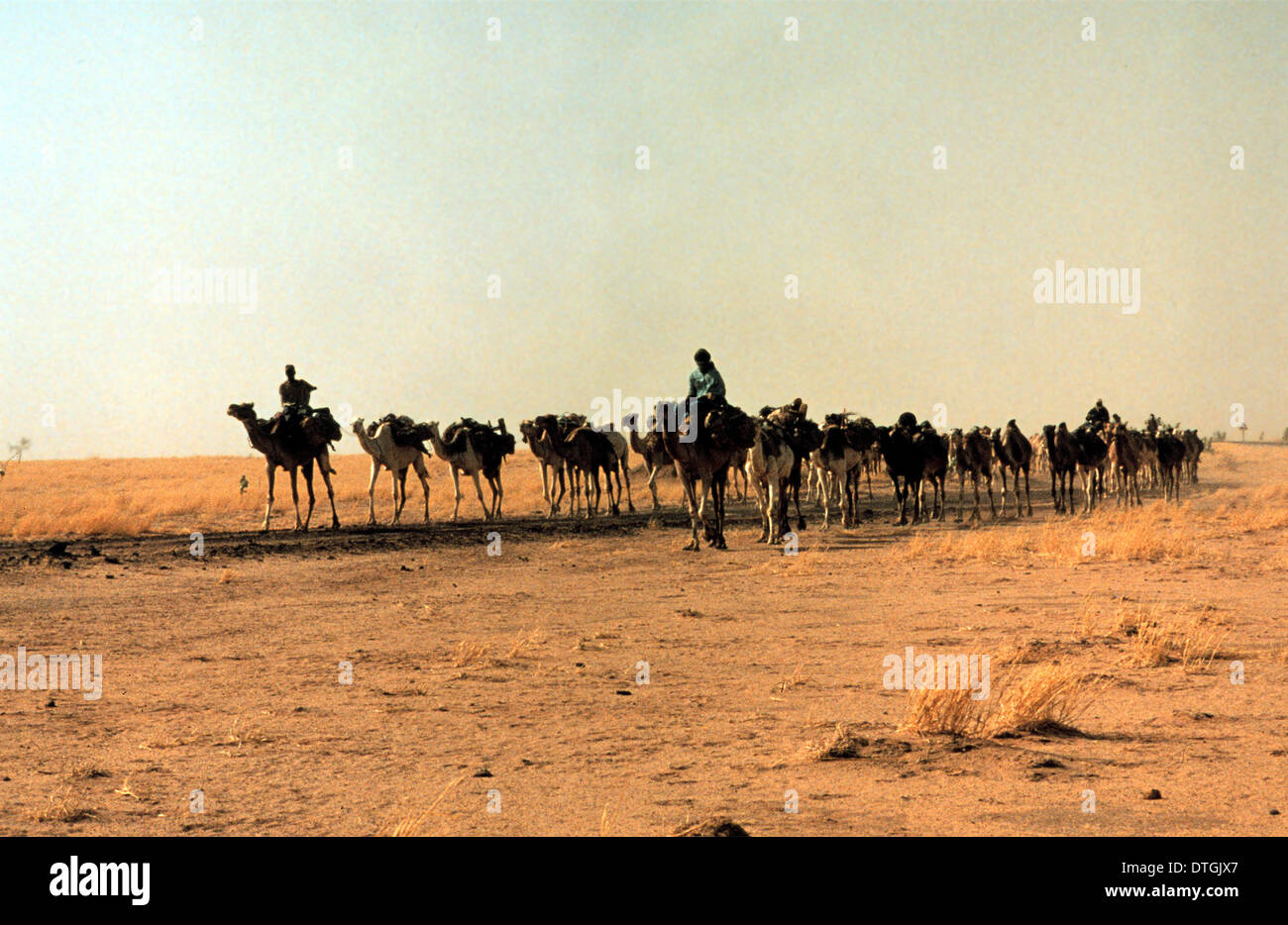 Camel photograph hi-res stock photography and images - Alamy