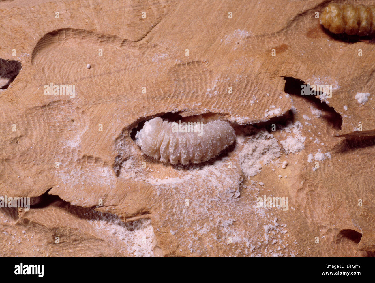 Stromatium barbatum, longhorn beetle larva Stock Photo - Alamy