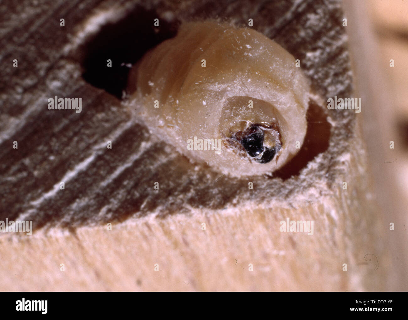 Stromatium barbatum hi-res stock photography and images - Alamy