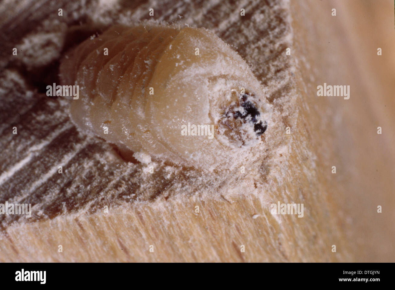 Stromatium barbatum, longhorn beetle larva Stock Photo - Alamy