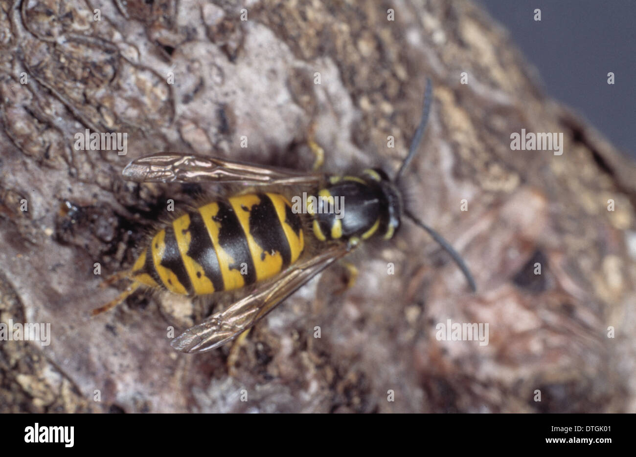 Common wasp vespa vulgaris hi-res stock photography and images - Alamy