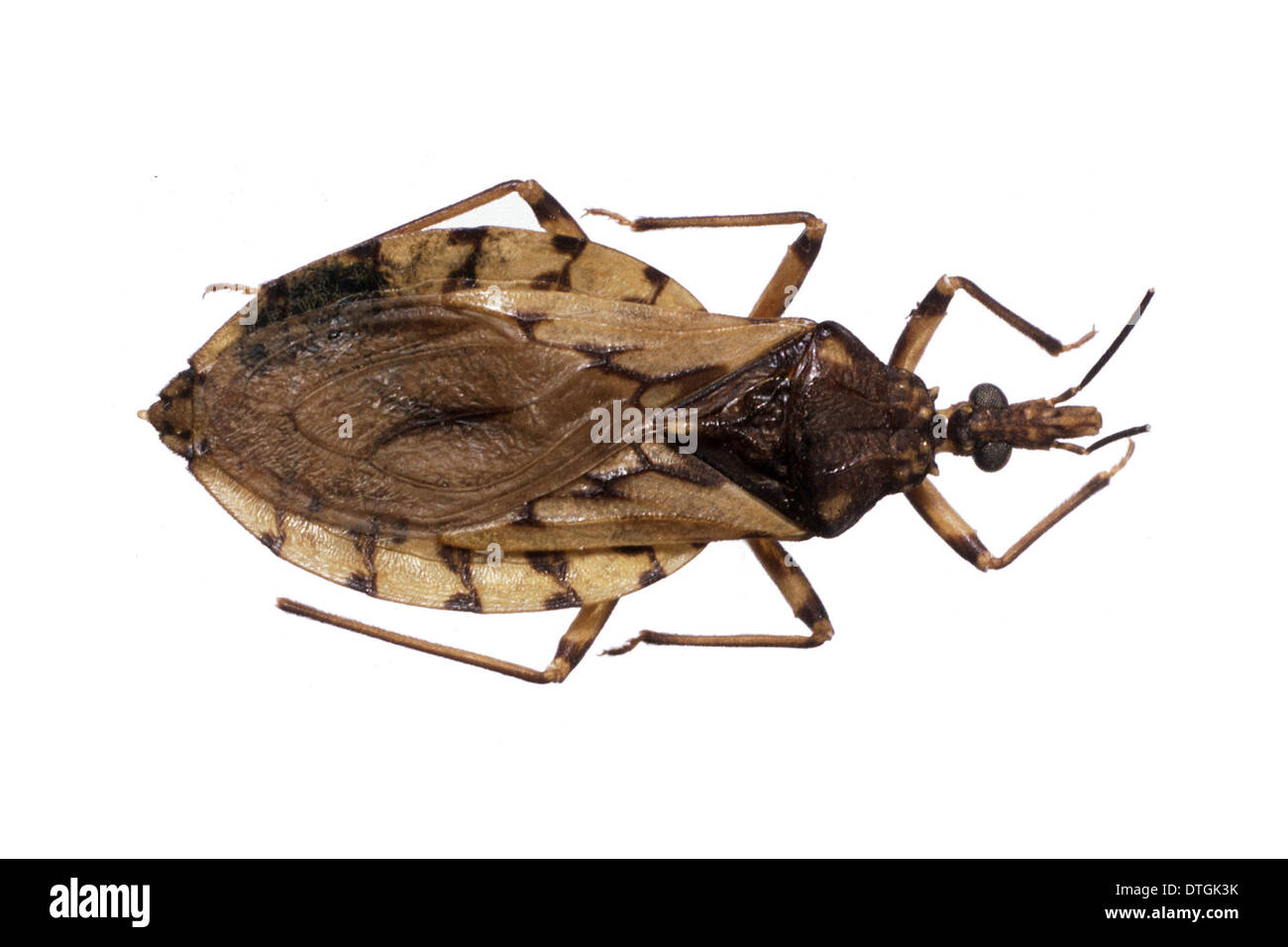 Triatomine hi-res stock photography and images - Alamy