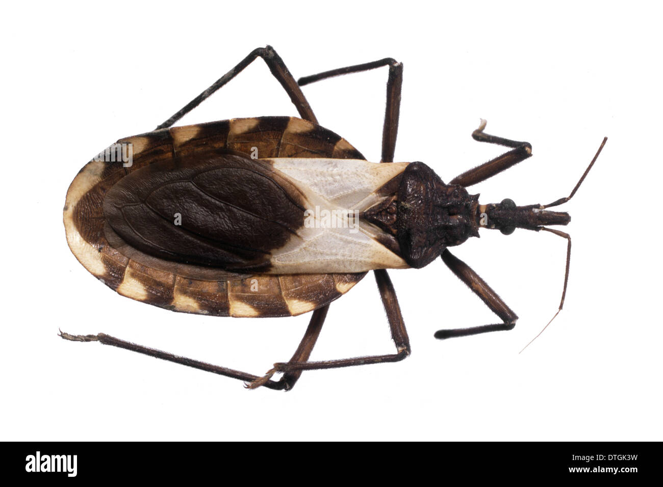 Assassin bug bite hi-res stock photography and images - Alamy