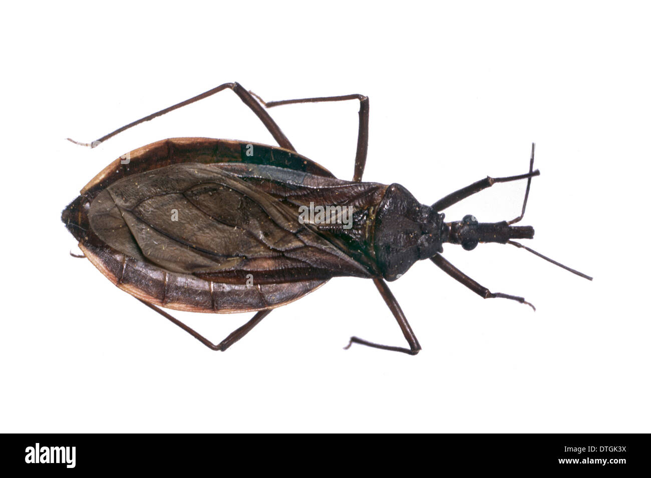 Triatomine hi-res stock photography and images - Alamy