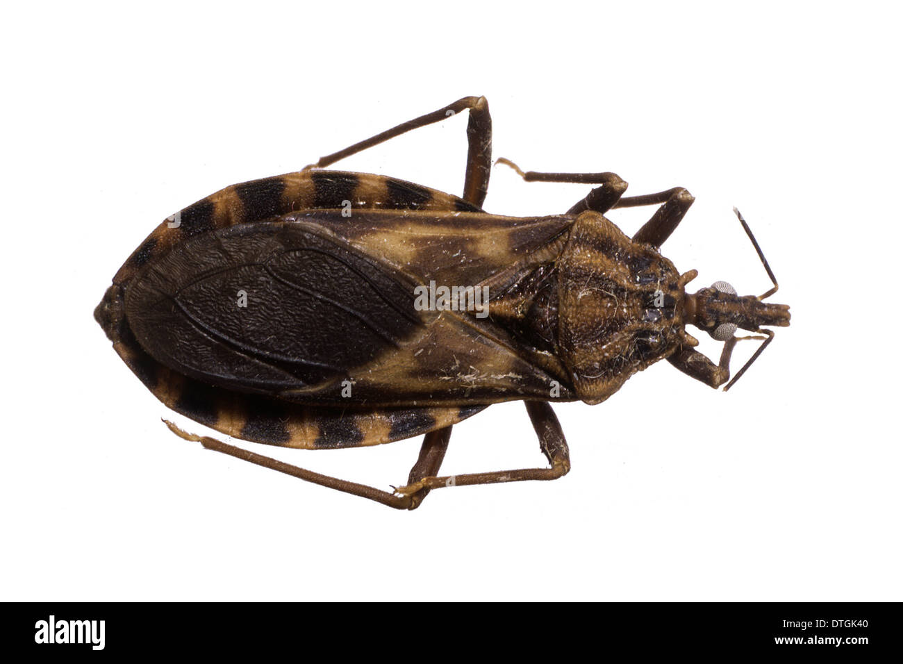 Kissing bug bite hi-res stock photography and images - Alamy
