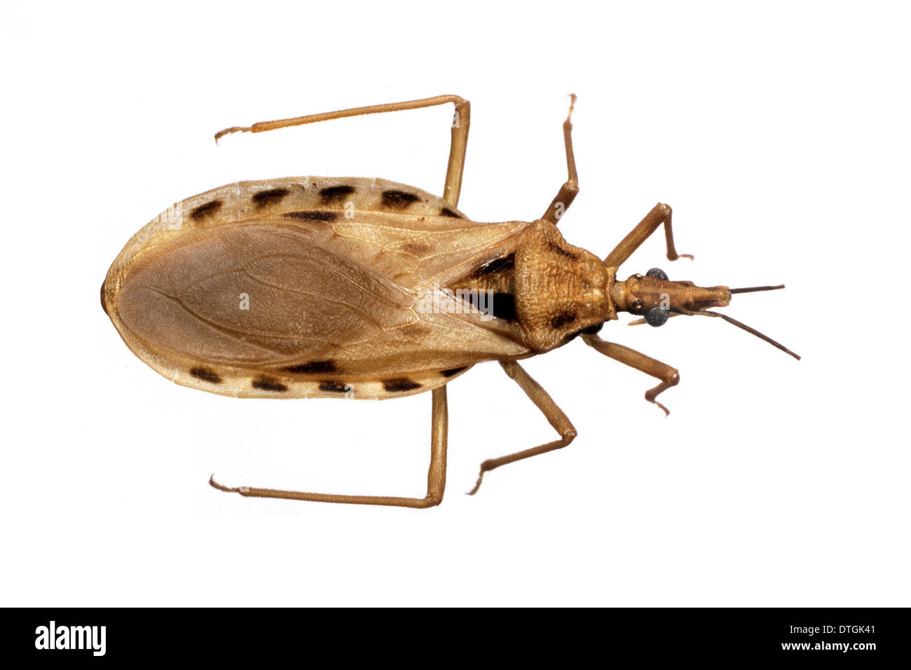 Triatomine Cut Out Stock Images & Pictures - Alamy