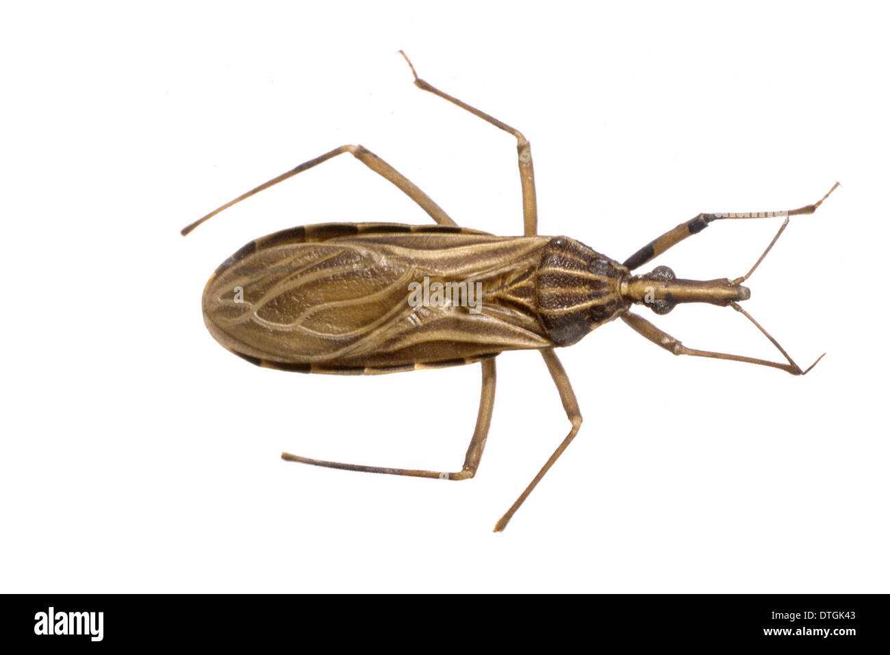 Rhodnius prolixus, C Stock Photo - Alamy