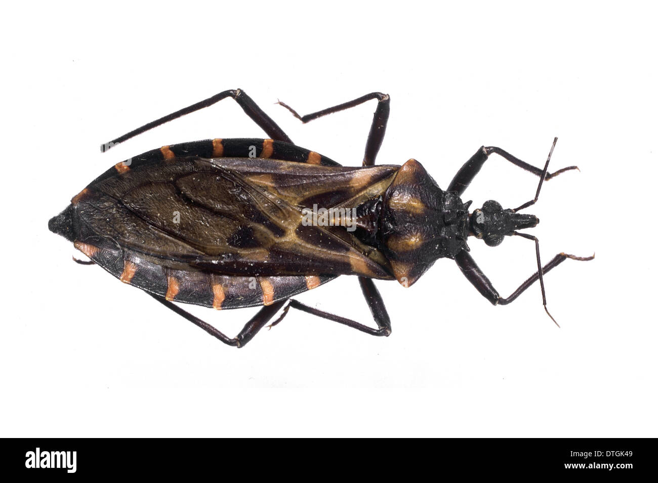 Panstrongylus megistus, triatomine bug Stock Photo - Alamy