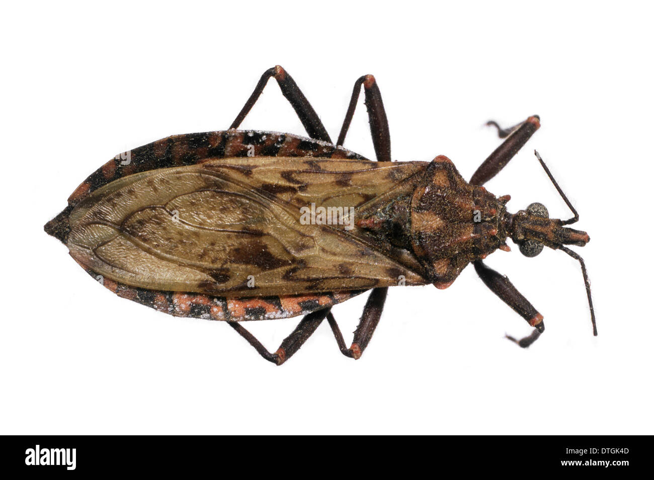 Triatomine bug Cut Out Stock Images & Pictures - Alamy