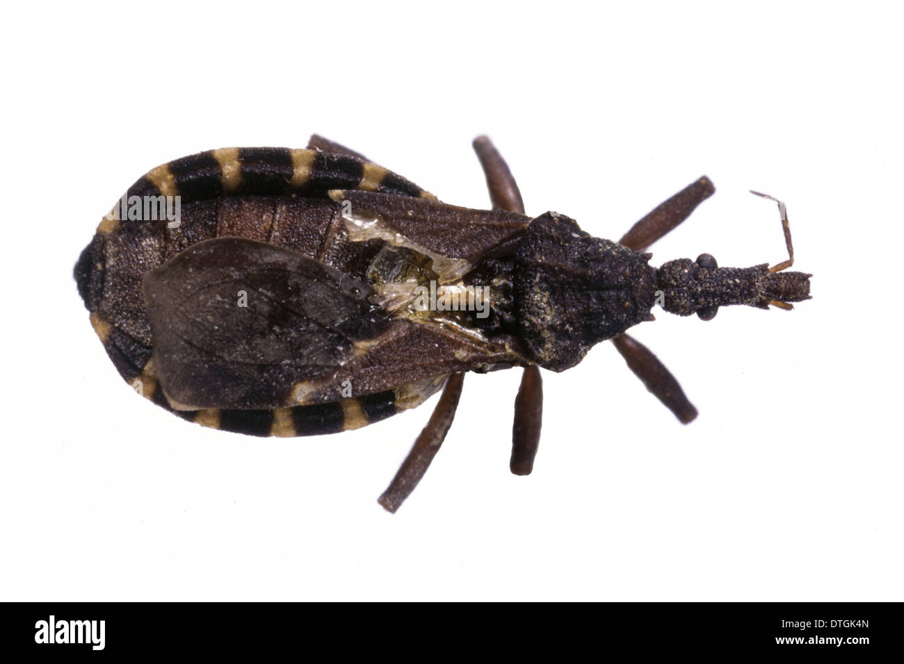 Assassin bug bite hi-res stock photography and images - Alamy