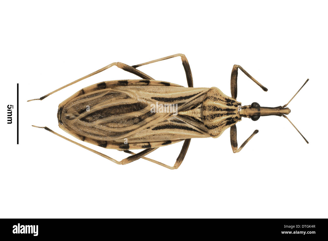 Triatomine hi-res stock photography and images - Alamy