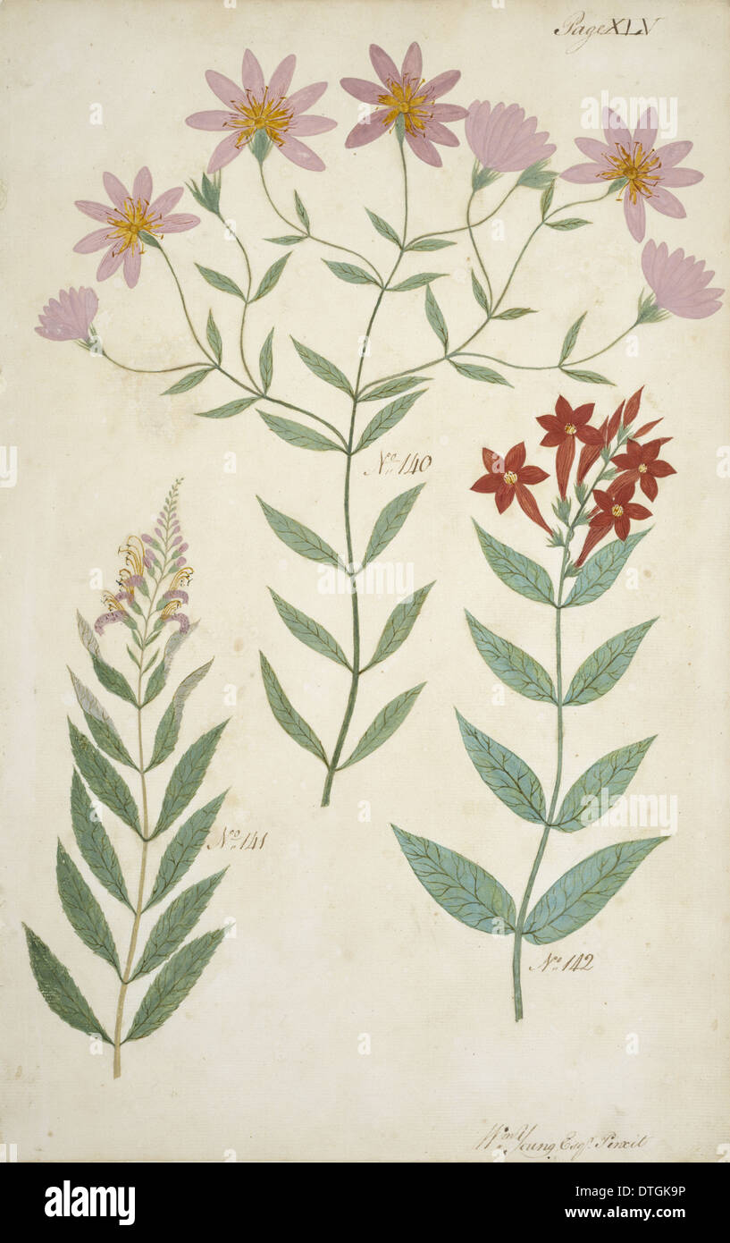 Botanical drawing plant hi-res stock photography and images - Alamy