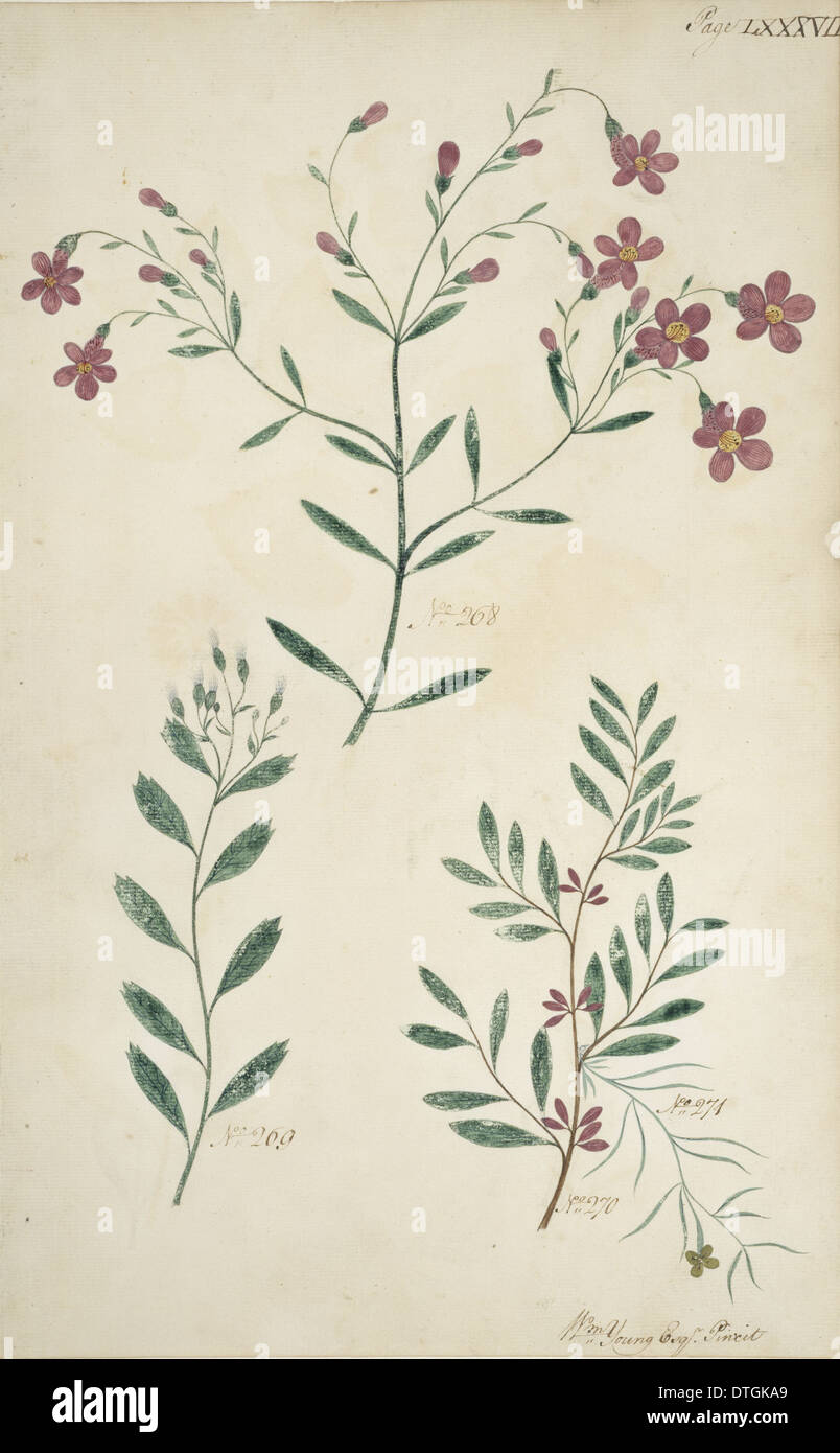 Botanical drawing plant hi-res stock photography and images - Alamy