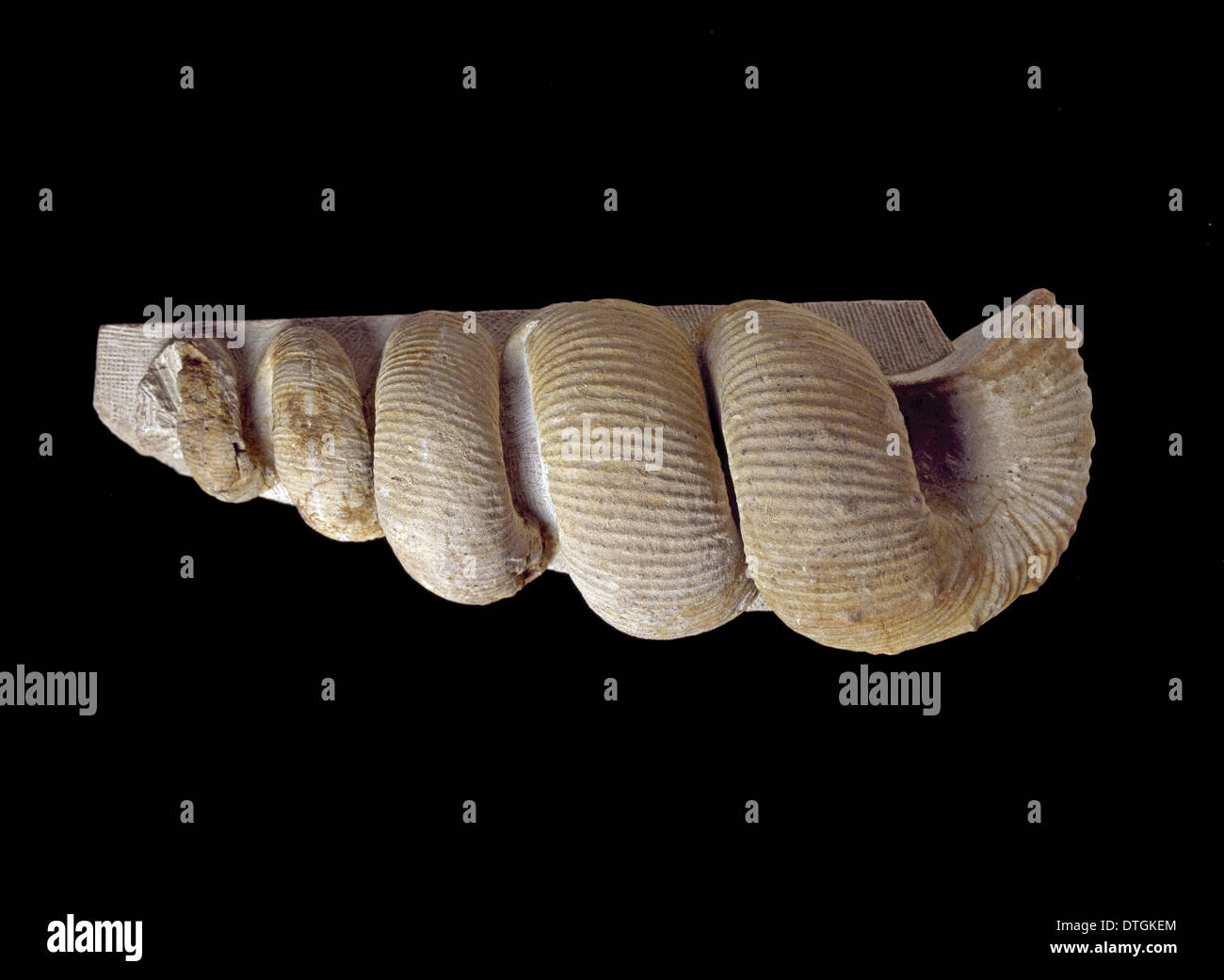 Ammonite anatomy hi-res stock photography and images - Alamy
