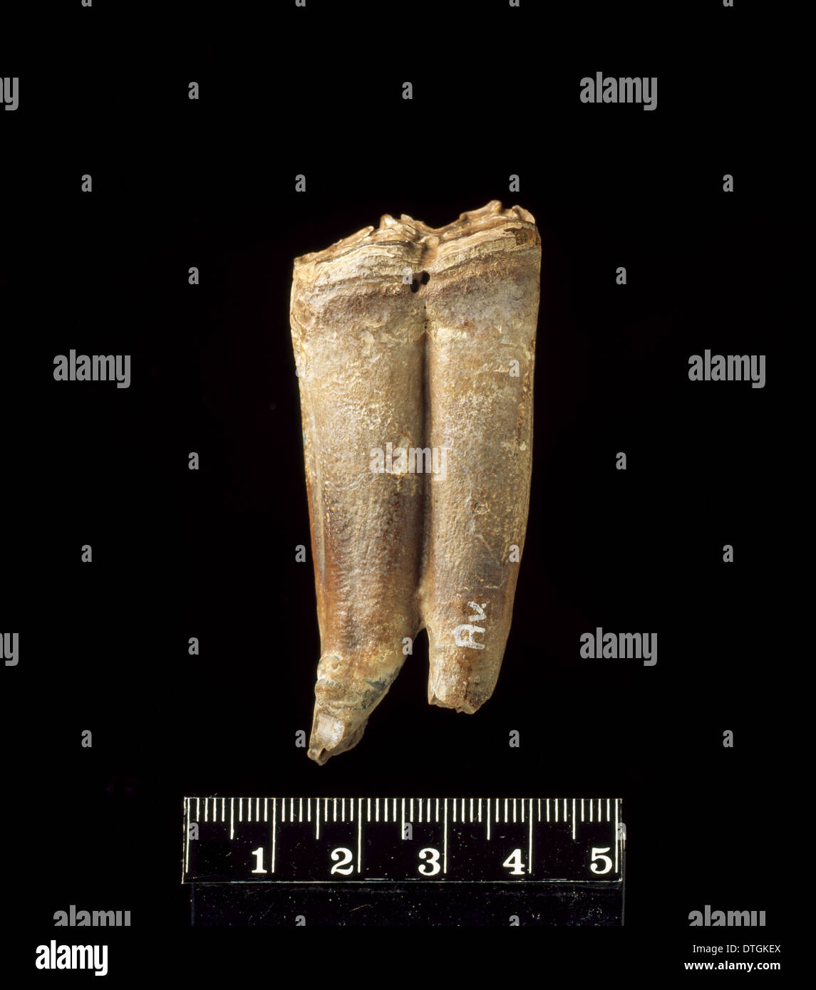 Lower cheek teeth of fossil horse Stock Photo - Alamy