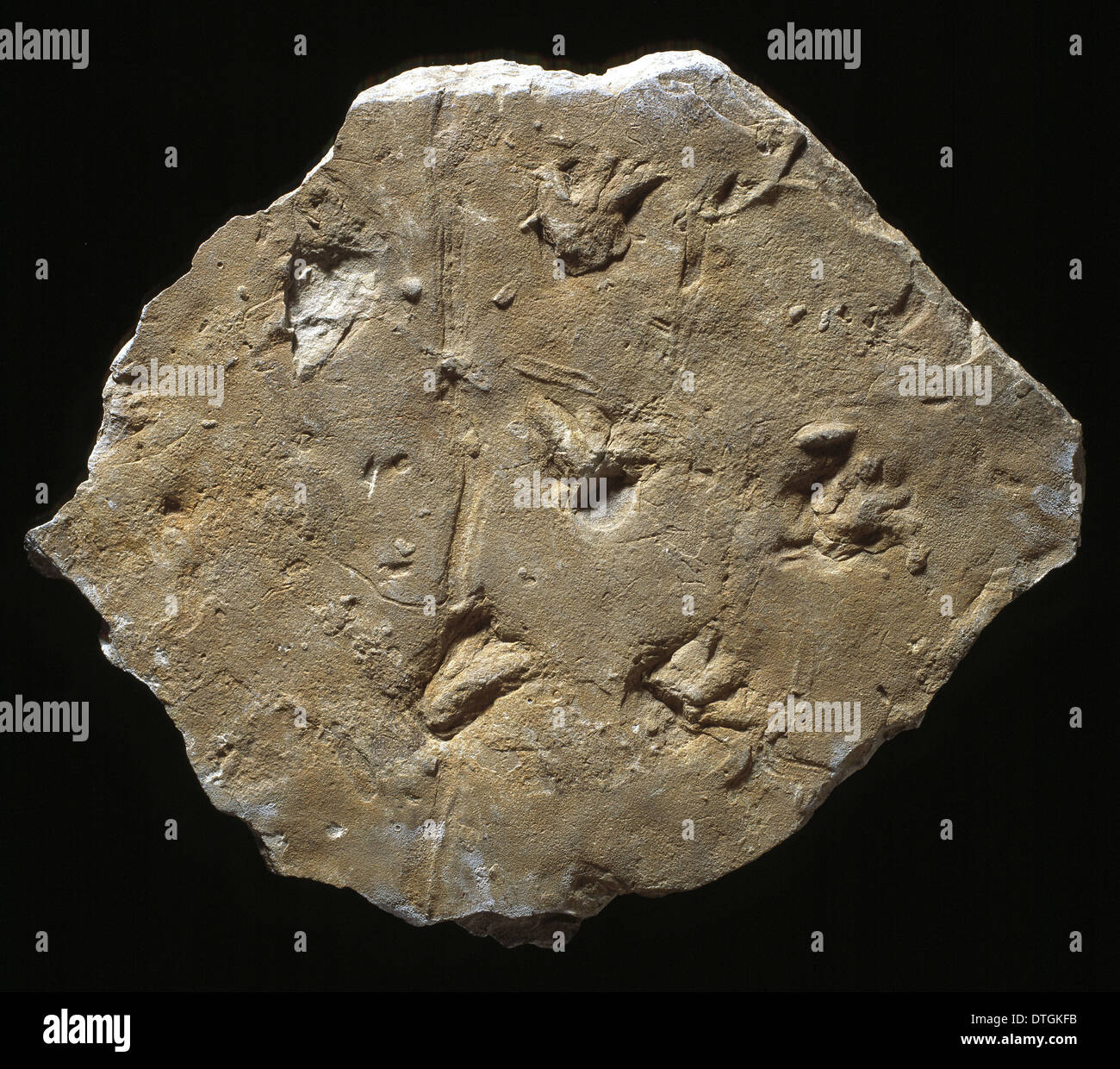 Trace fossil footprints hi-res stock photography and images - Alamy