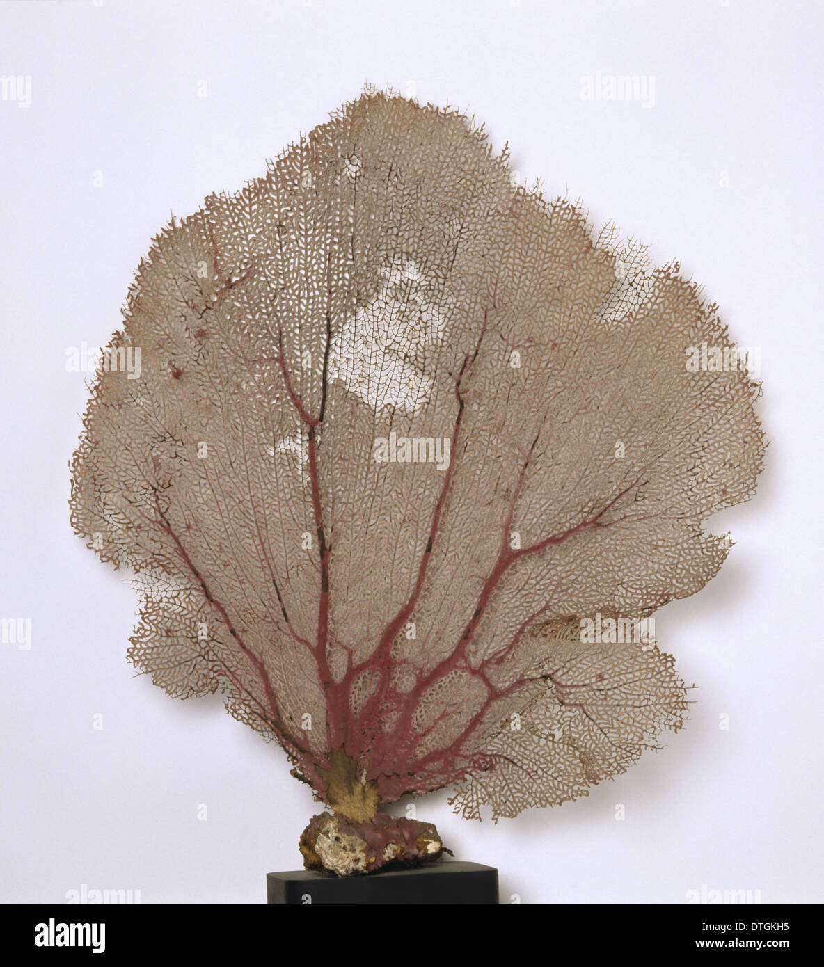 Gougonia flabellum, pink sea fan Stock Photo - Alamy