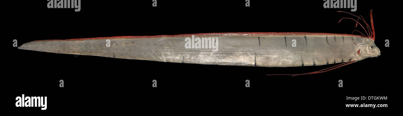 Lampriformes hi-res stock photography and images - Alamy