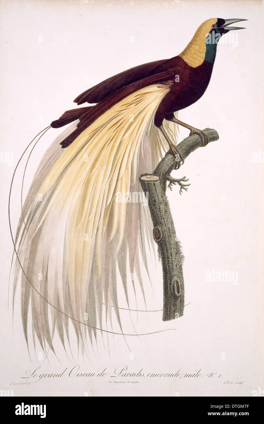 Paradisaea apoda, greater bird-of-paradise Stock Photo - Alamy