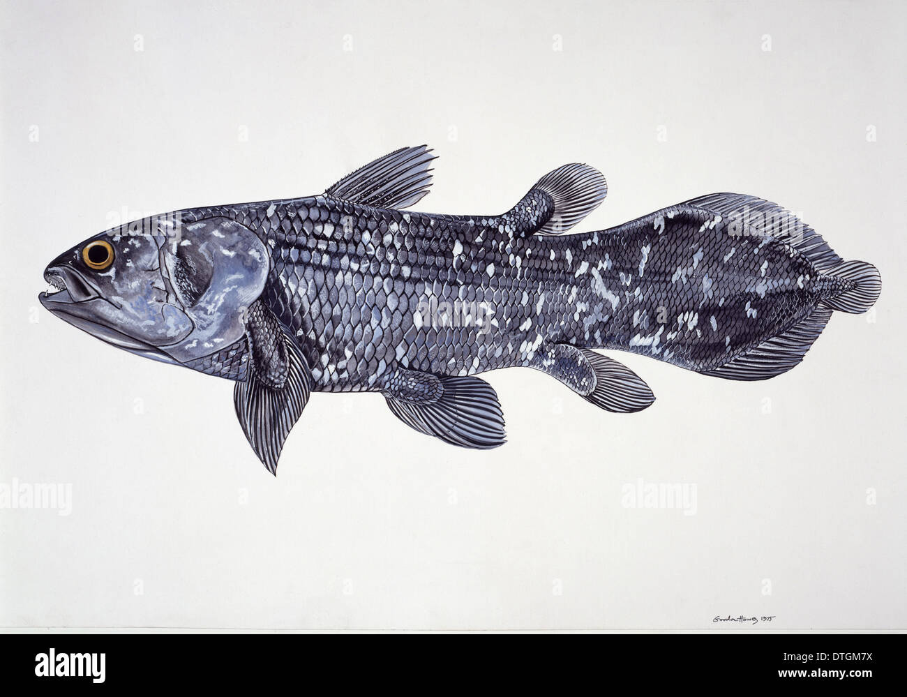 Latimeria hi-res stock photography and images - Alamy