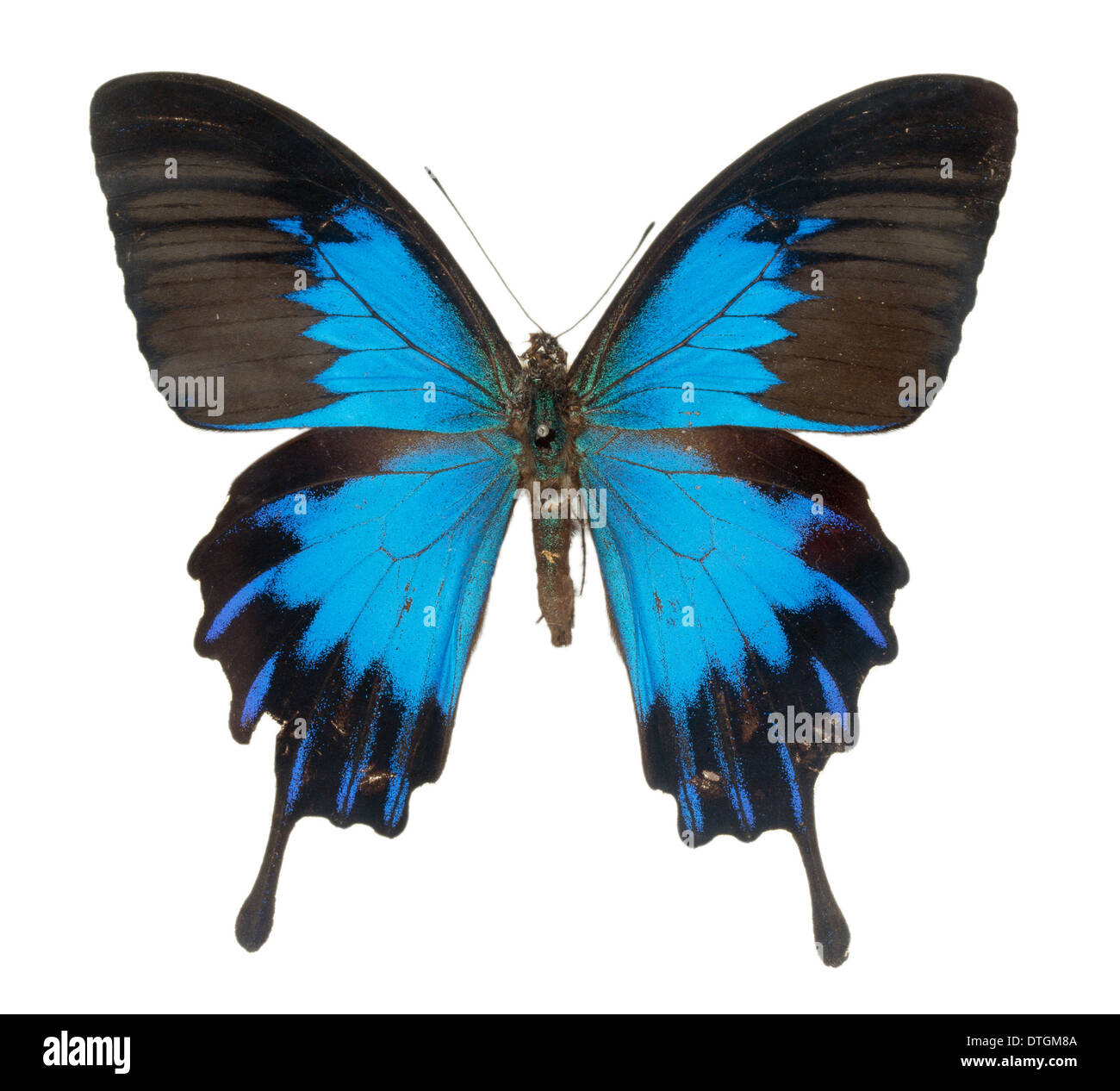 Papilio ulysses telegonus hi-res stock photography and images - Alamy
