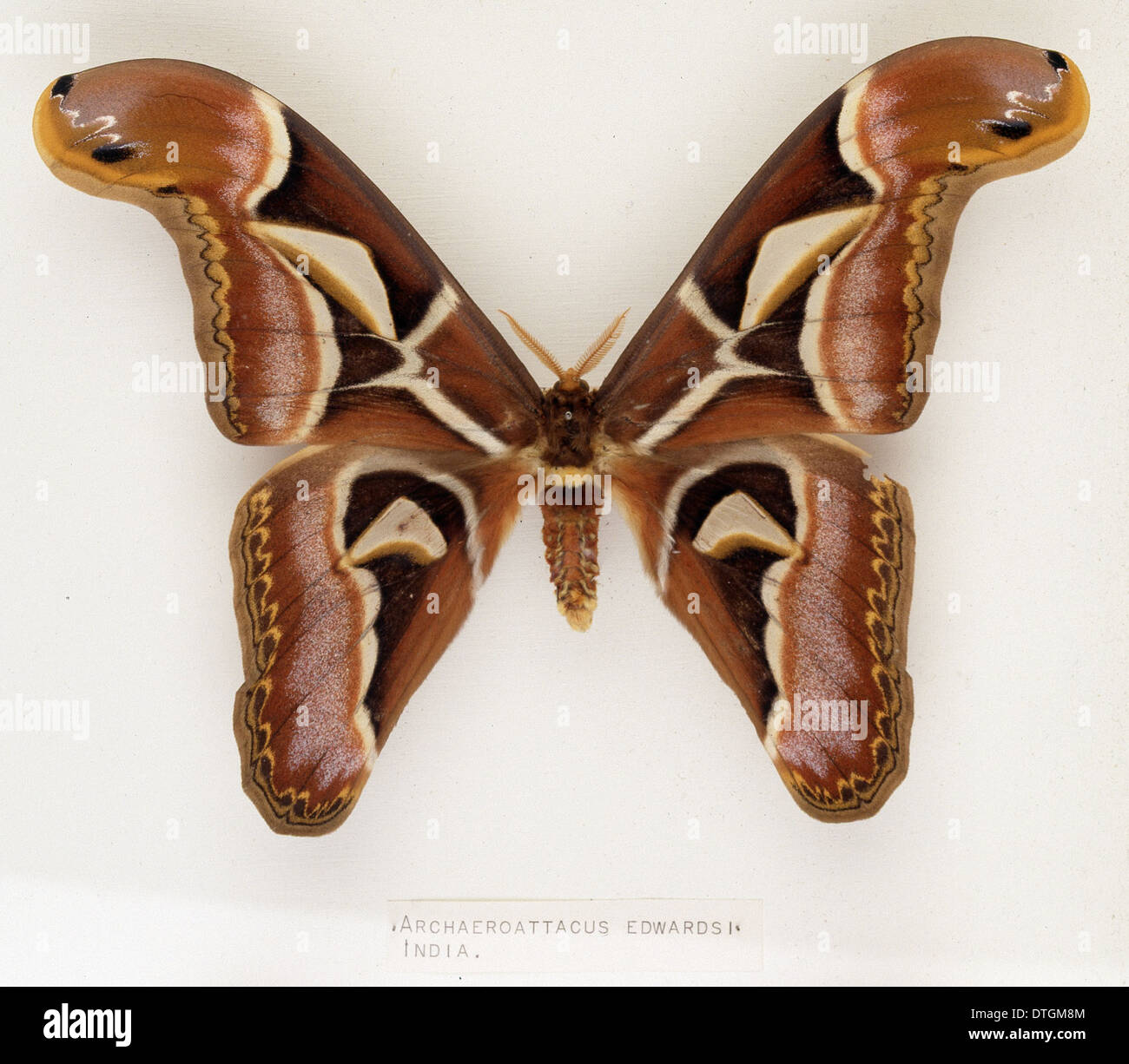 Archaeroattacus edwardsii, Indian silk moth Stock Photo - Alamy