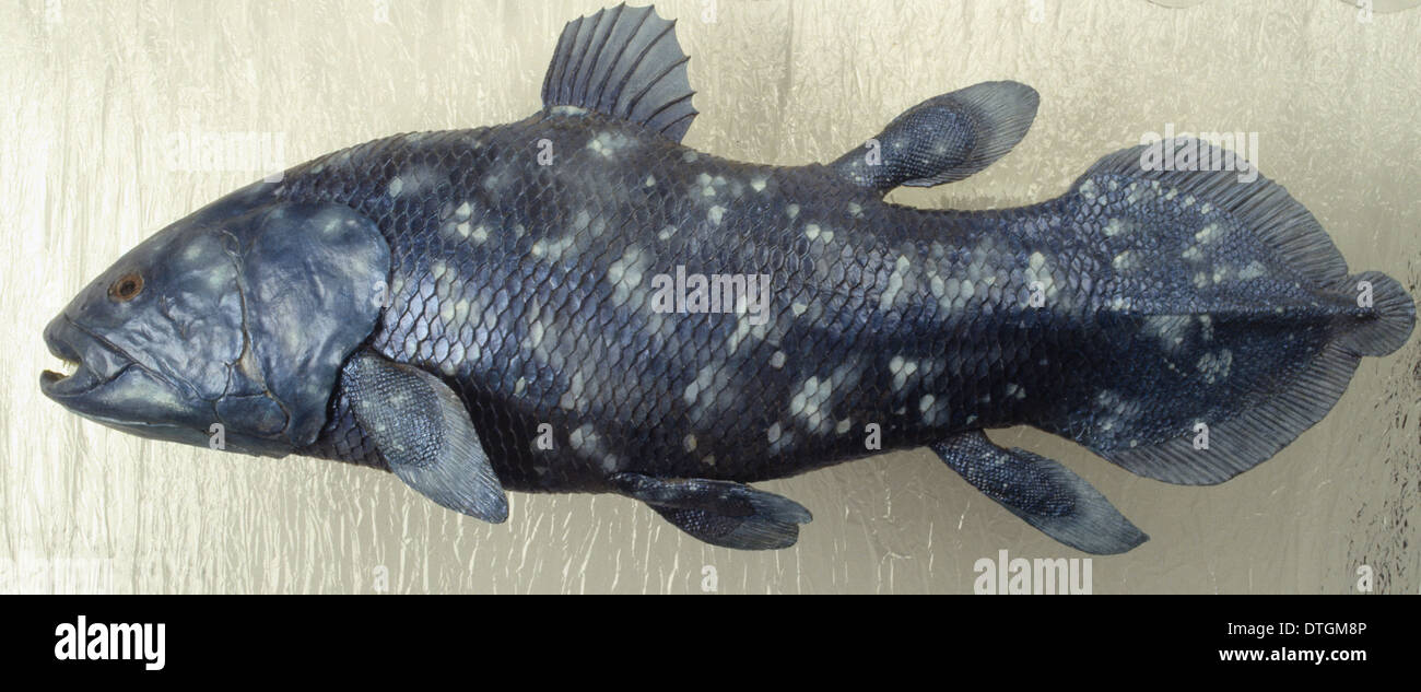 Latimeria chalumnae, coelacanth Stock Photo - Alamy