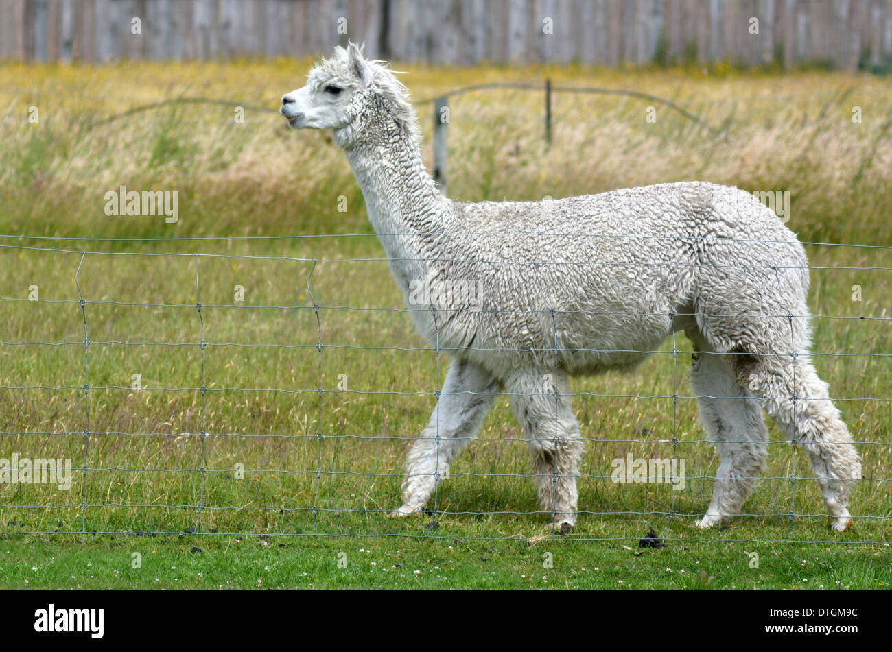 Llama Walks High Resolution Stock Photography and Images - Alamy