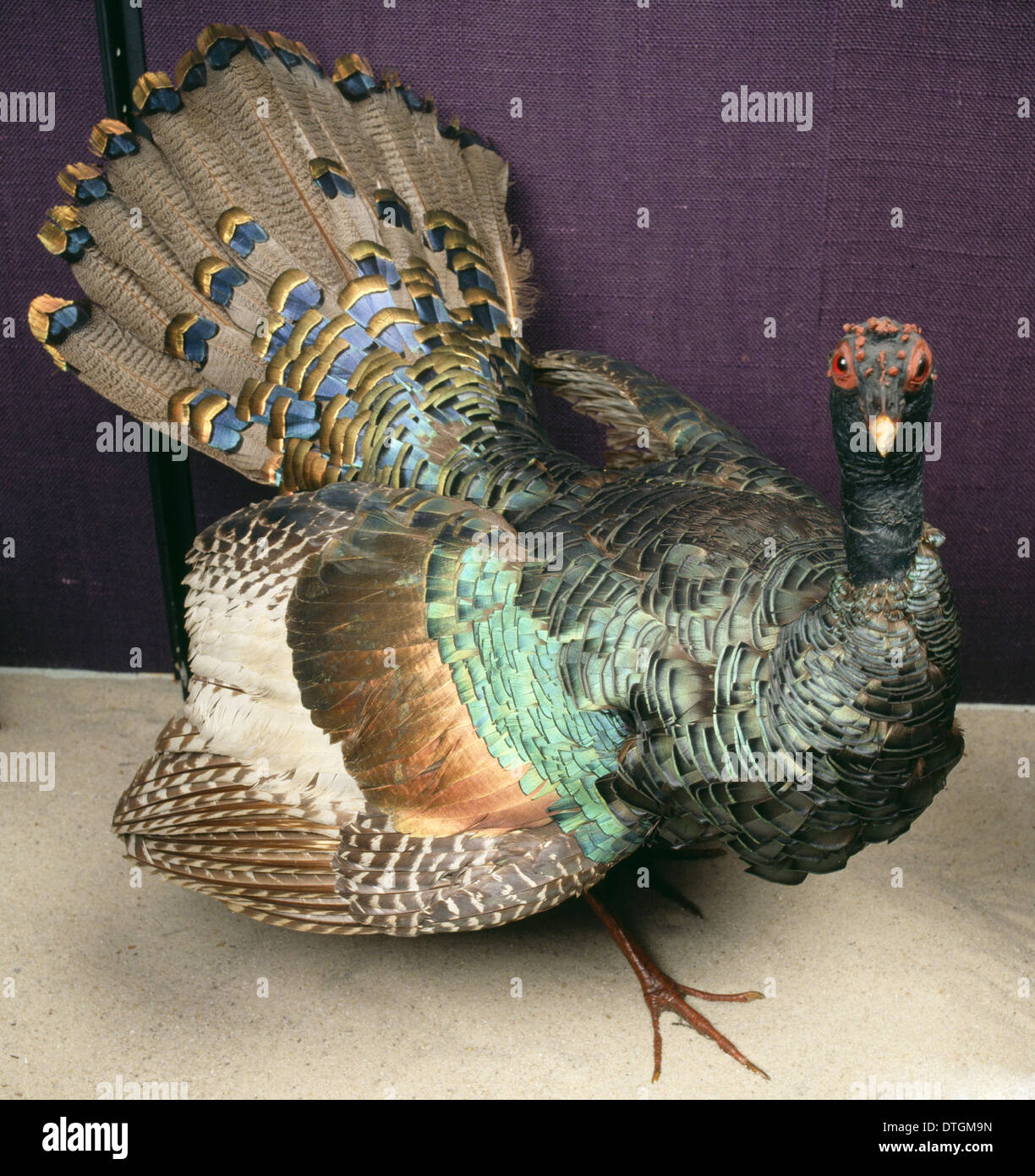 Ocellata meleagris hi-res stock photography and images - Alamy