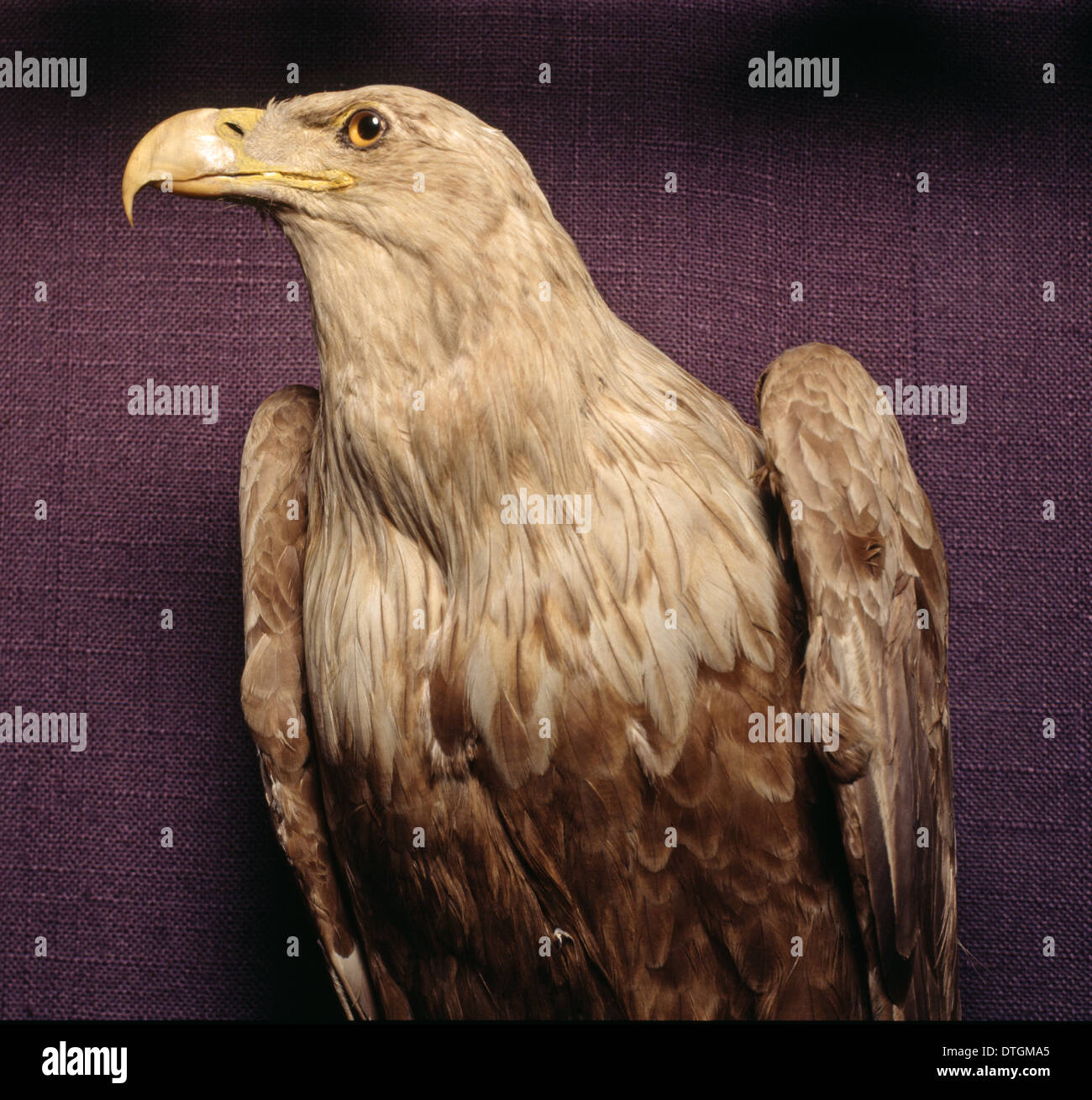 Polyboroides radiatus, Madagascan harrier-hawk Stock Photo - Alamy