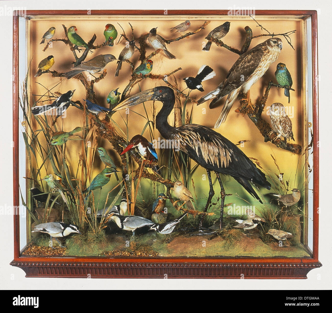 Collection of stuffed birds Stock Photo - Alamy