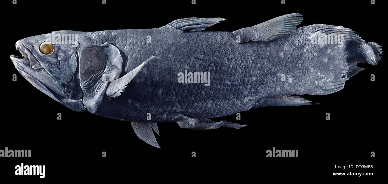Coelacanthiformes hi-res stock photography and images - Alamy