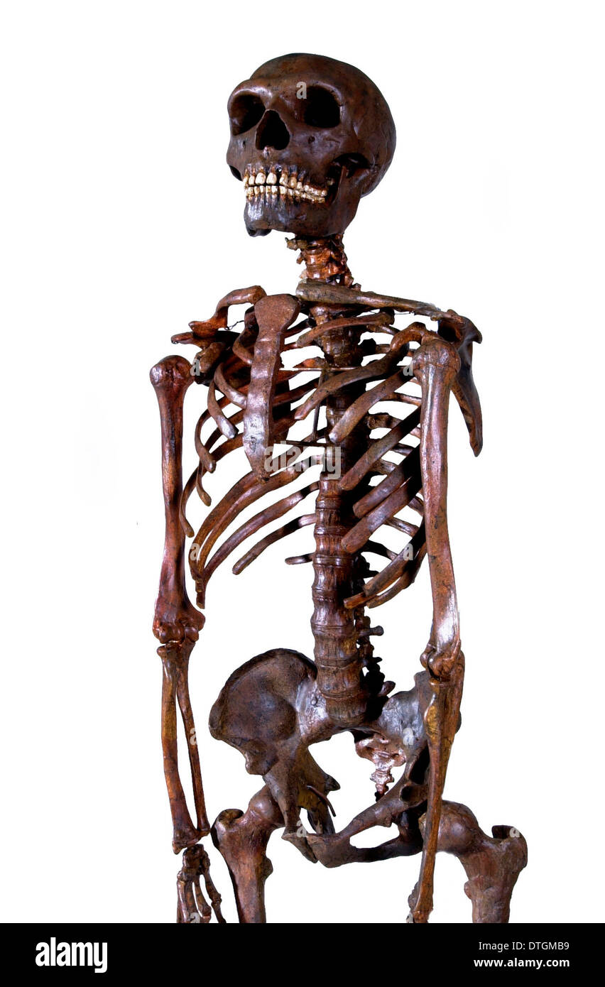 Homo neanderthalensis, Neanderthal Man skeleton Stock Photo - Alamy