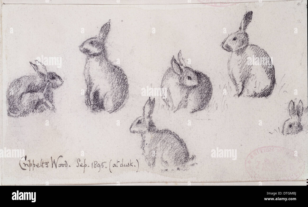 Rabbit sketch hi-res stock photography and images - Alamy