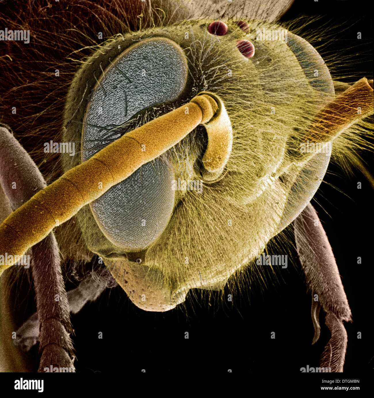 Electron Microscope Images Of Insects