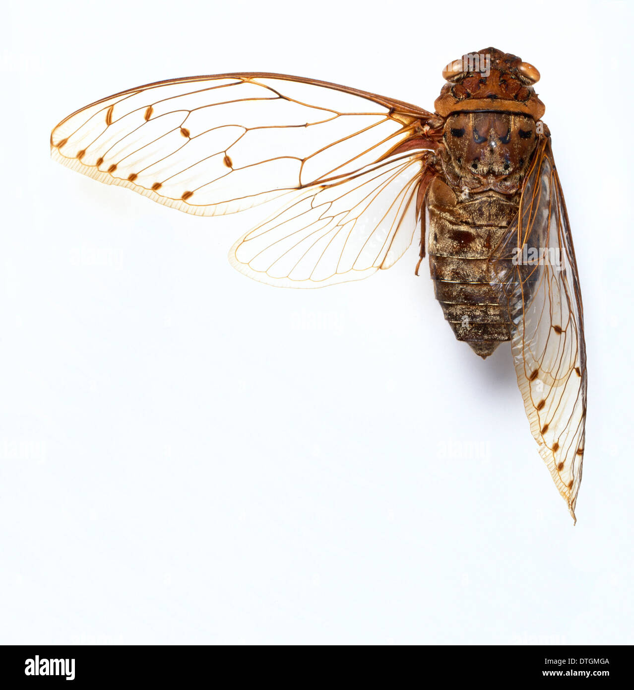 Pomponia hi-res stock photography and images - Alamy