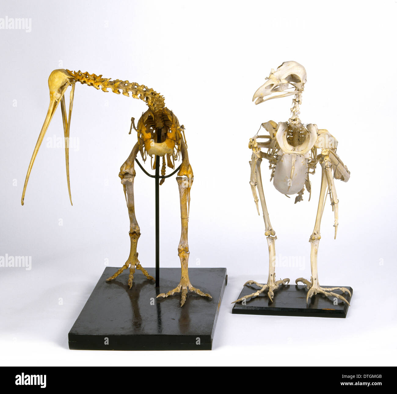 Kiwi Bird Skeleton