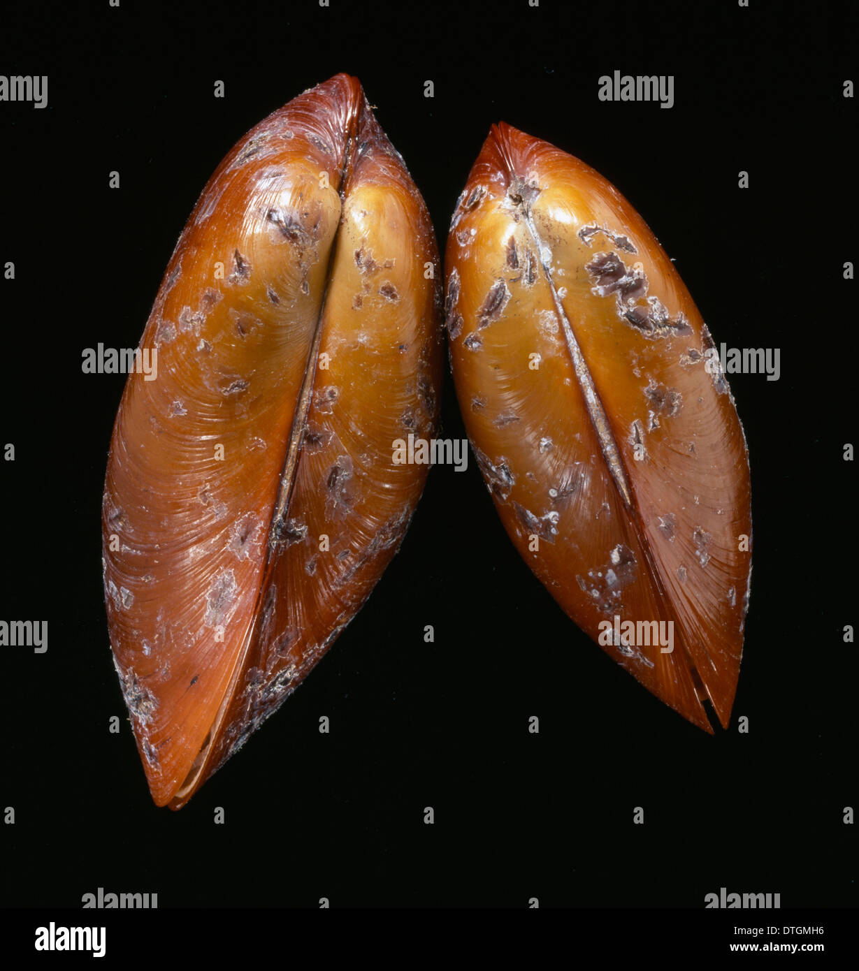 Bathymodiolus elongatus, giant vent mussel Stock Photo - Alamy