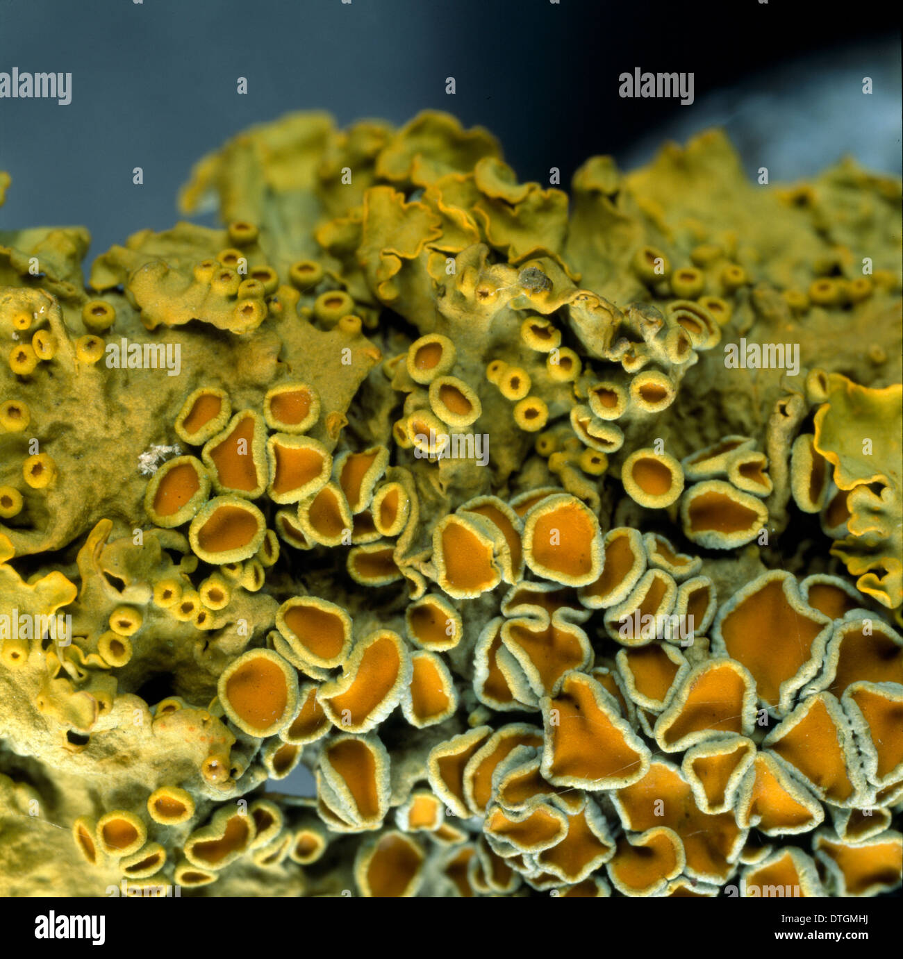 Xanthoria parietina, lichen Stock Photo - Alamy