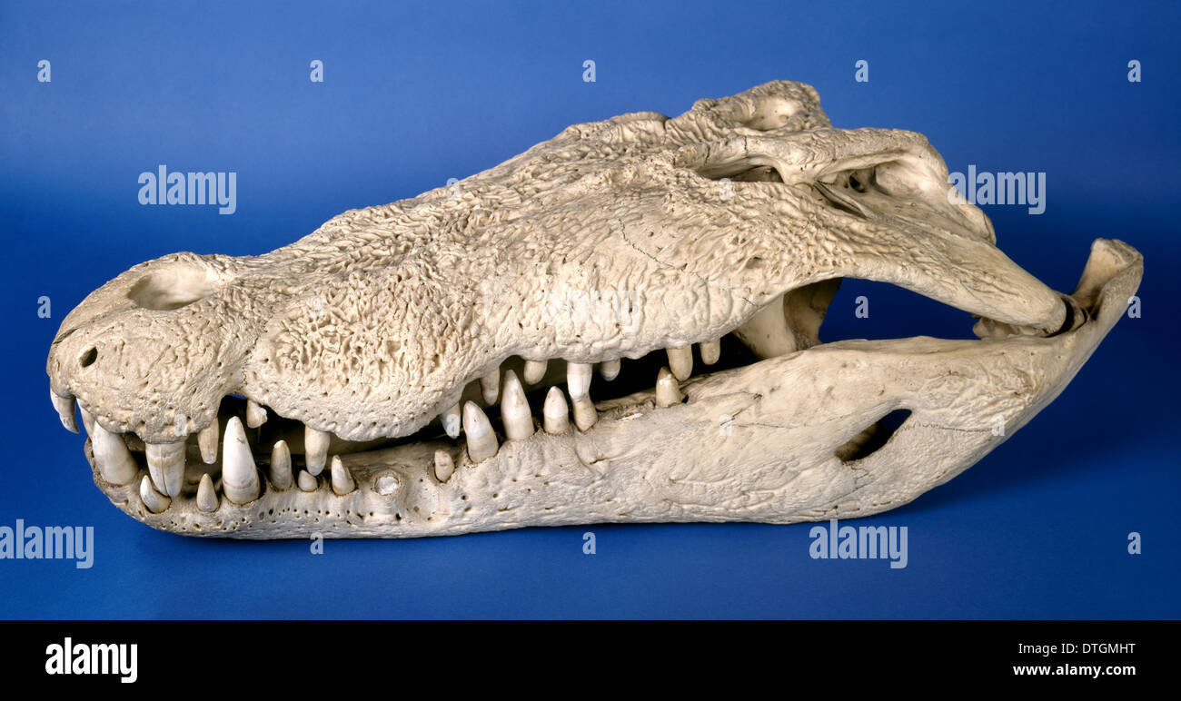 Crocodylus porosus, saltwater crocodile Stock Photo: 66750260 - Alamy