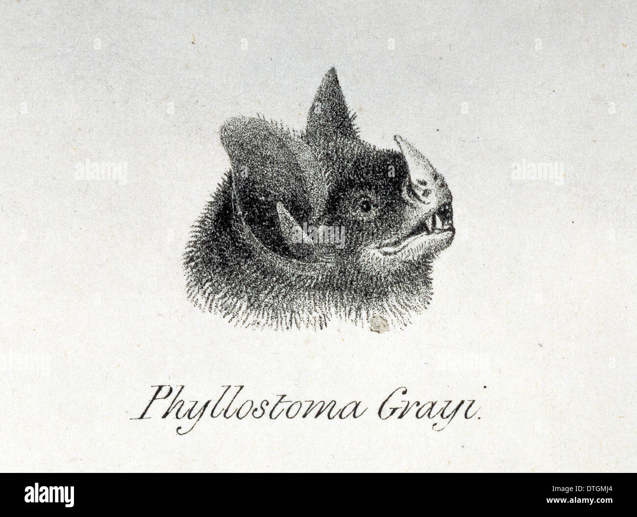 Short tailed leaf nosed bat hi-res stock photography and images - Alamy