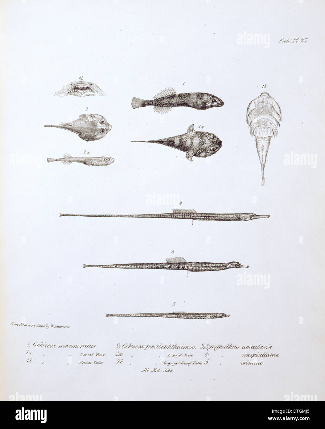 Gobiesox hi-res stock photography and images - Alamy