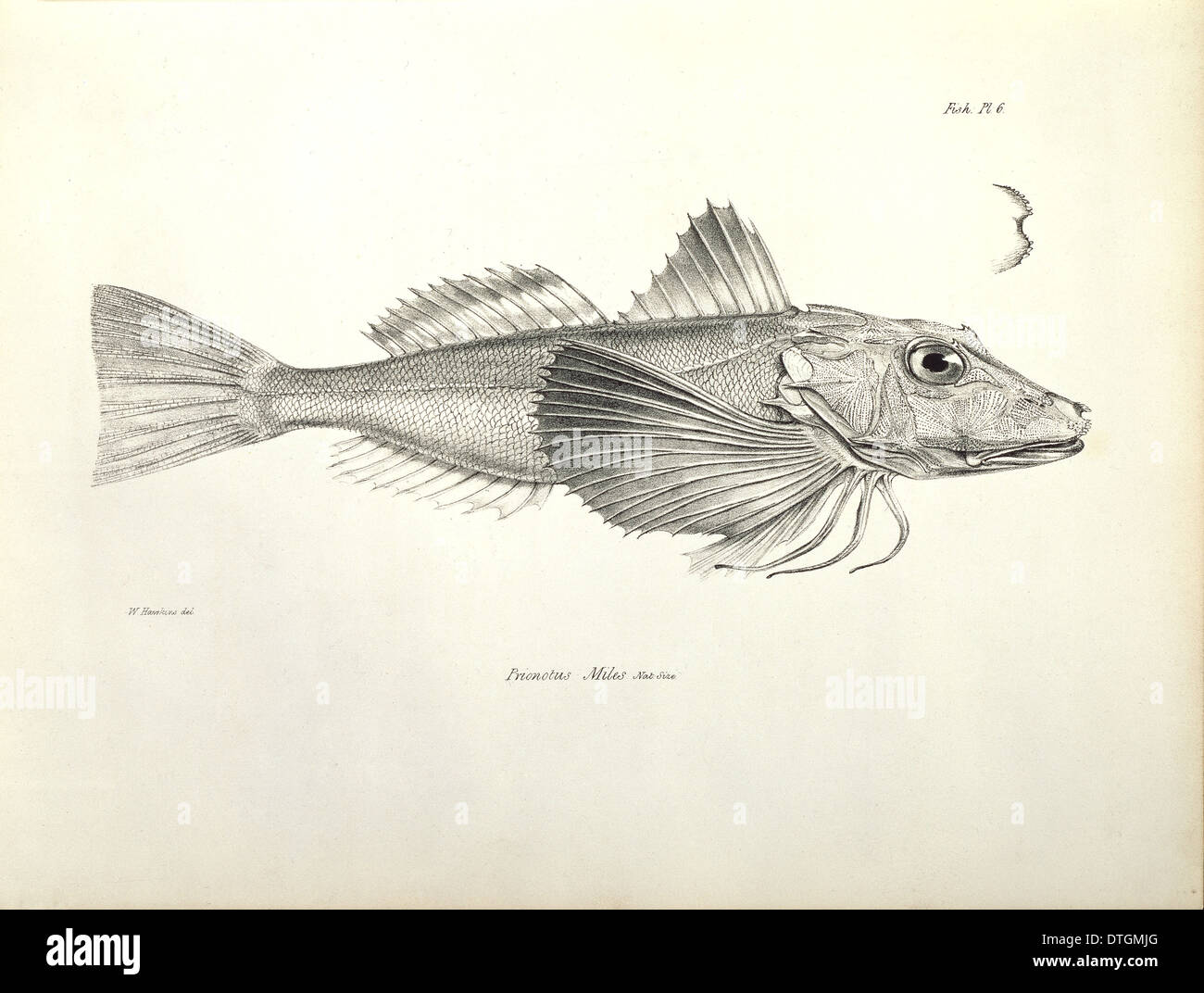 Prionotus miles, Galapagos gurnard Stock Photo - Alamy