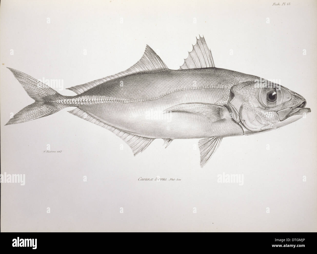 S scad hi-res stock photography and images - Alamy