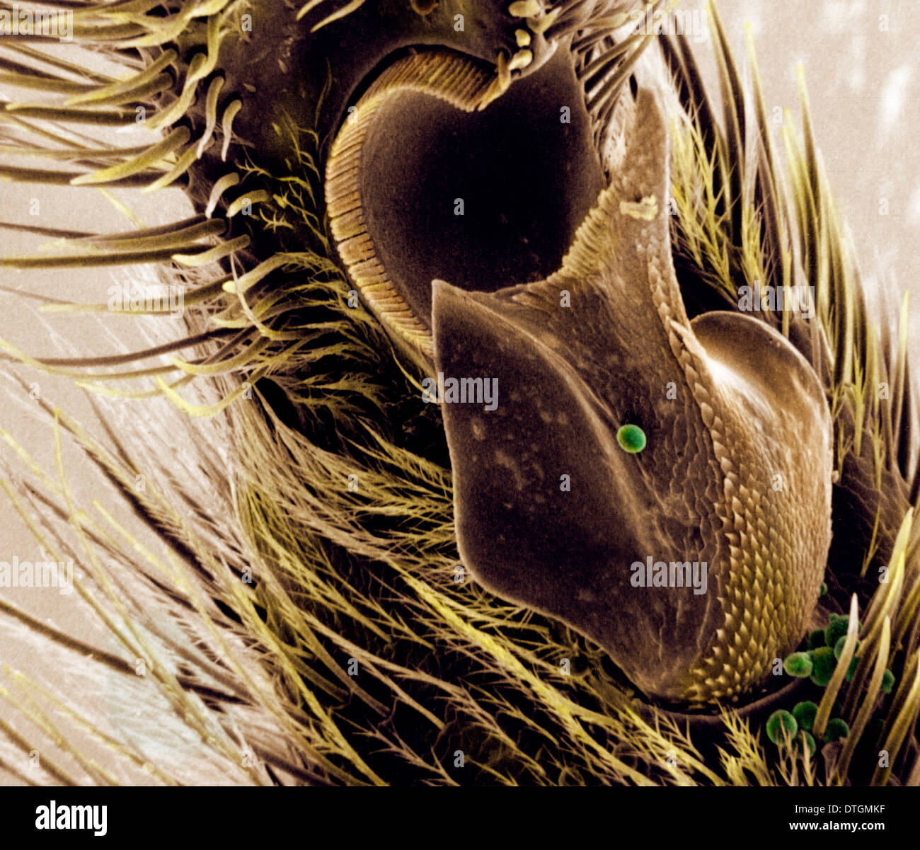 Micrograph of bee hair hi-res stock photography and images - Alamy