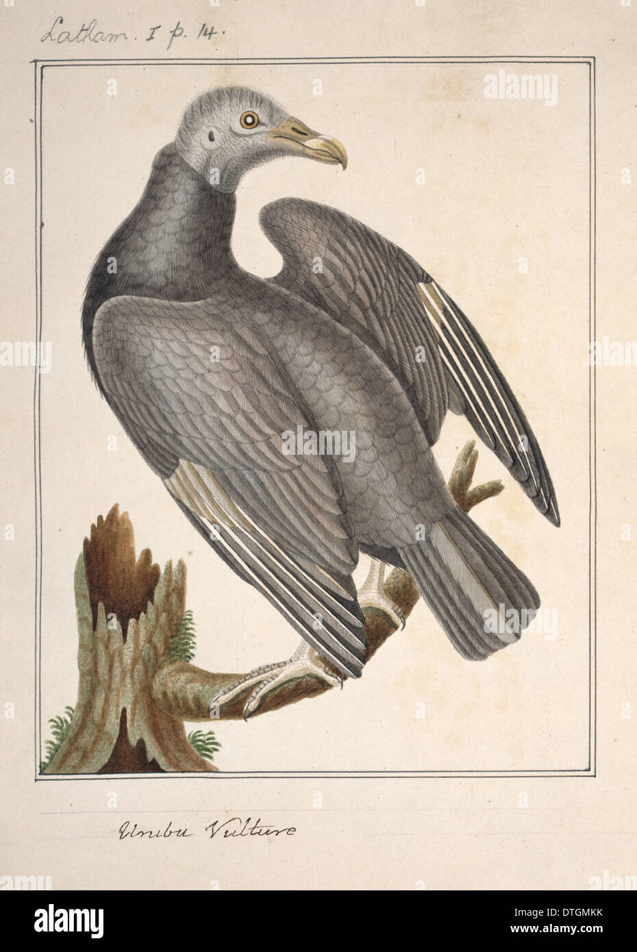 Coragyps atratus, black vulture Stock Photo - Alamy
