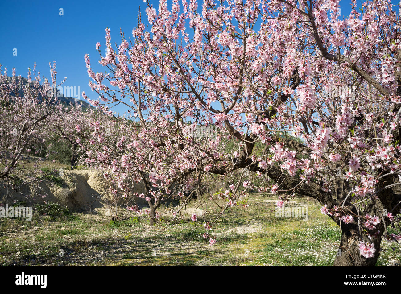 Almond trees in full blossom amidst Mediterranean winter Stock Photo ...