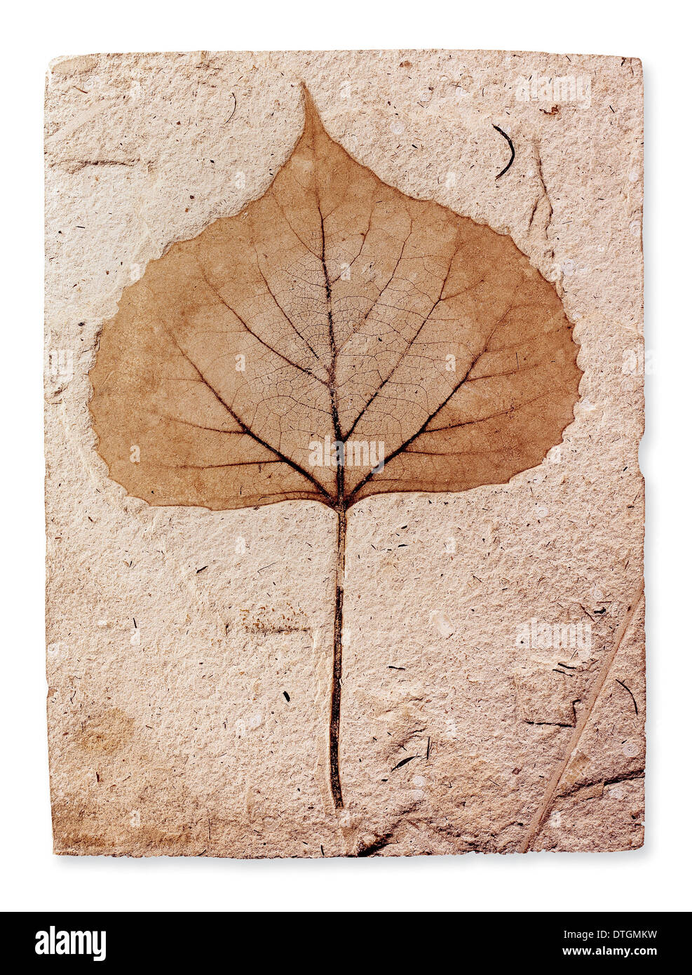 Angiosperm Fossil